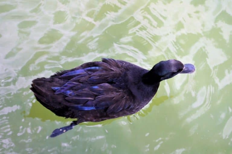 Black Duck Spiritual Meaning and Symbolism (10 Omens)