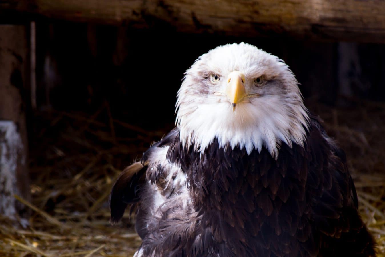Black Eagle Spiritual Meaning and Symbolism (9 Omens)