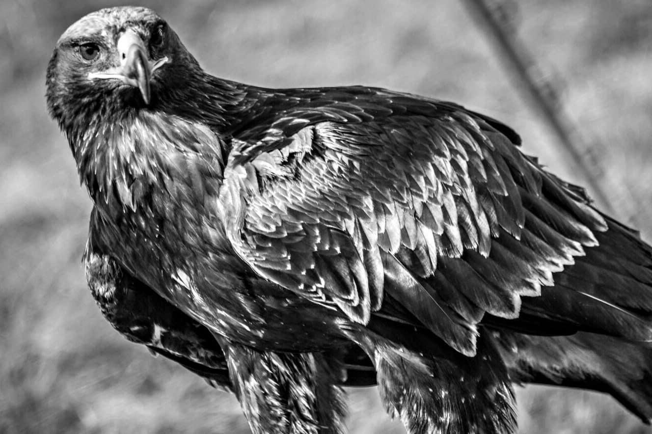 Symbolism Of Black Hawk at Alberto Stark blog