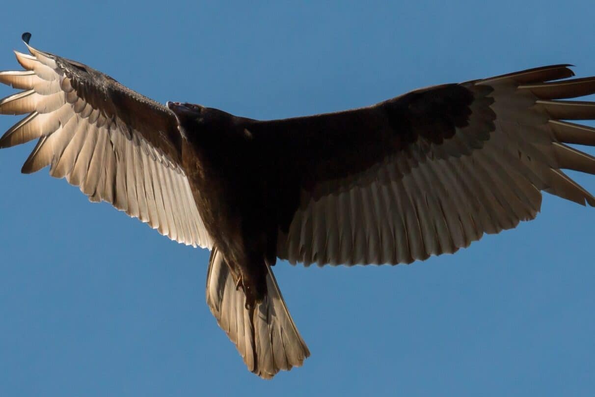 Symbolism Of Black Hawk at Alberto Stark blog