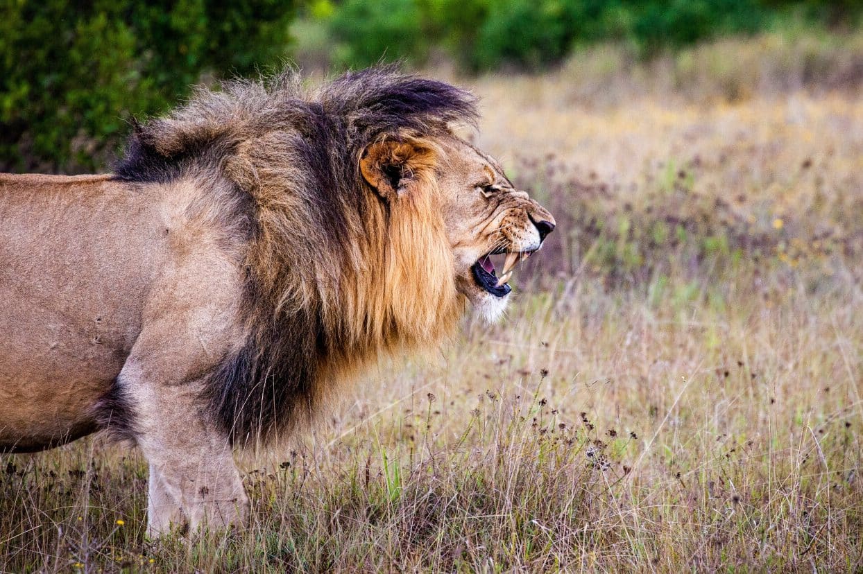 Black Lion Spiritual Meaning and Symbolism (8 Omens)