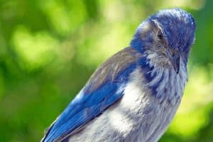 Blue Cardinal Spiritual Meaning and Symbolism (7 Omens)