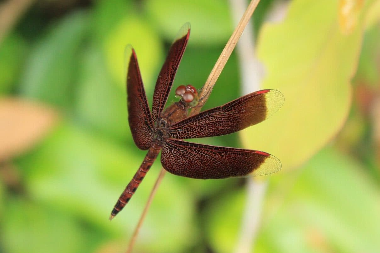Brown Dragonfly Spiritual Meaning and Symbolism (9 Omens)