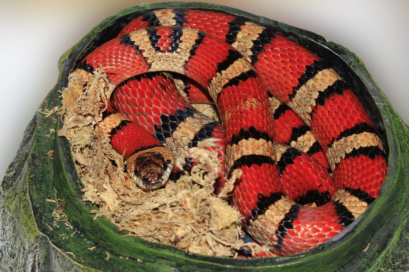 Red Snake Spiritual Meaning and Symbolism (7 Omens)