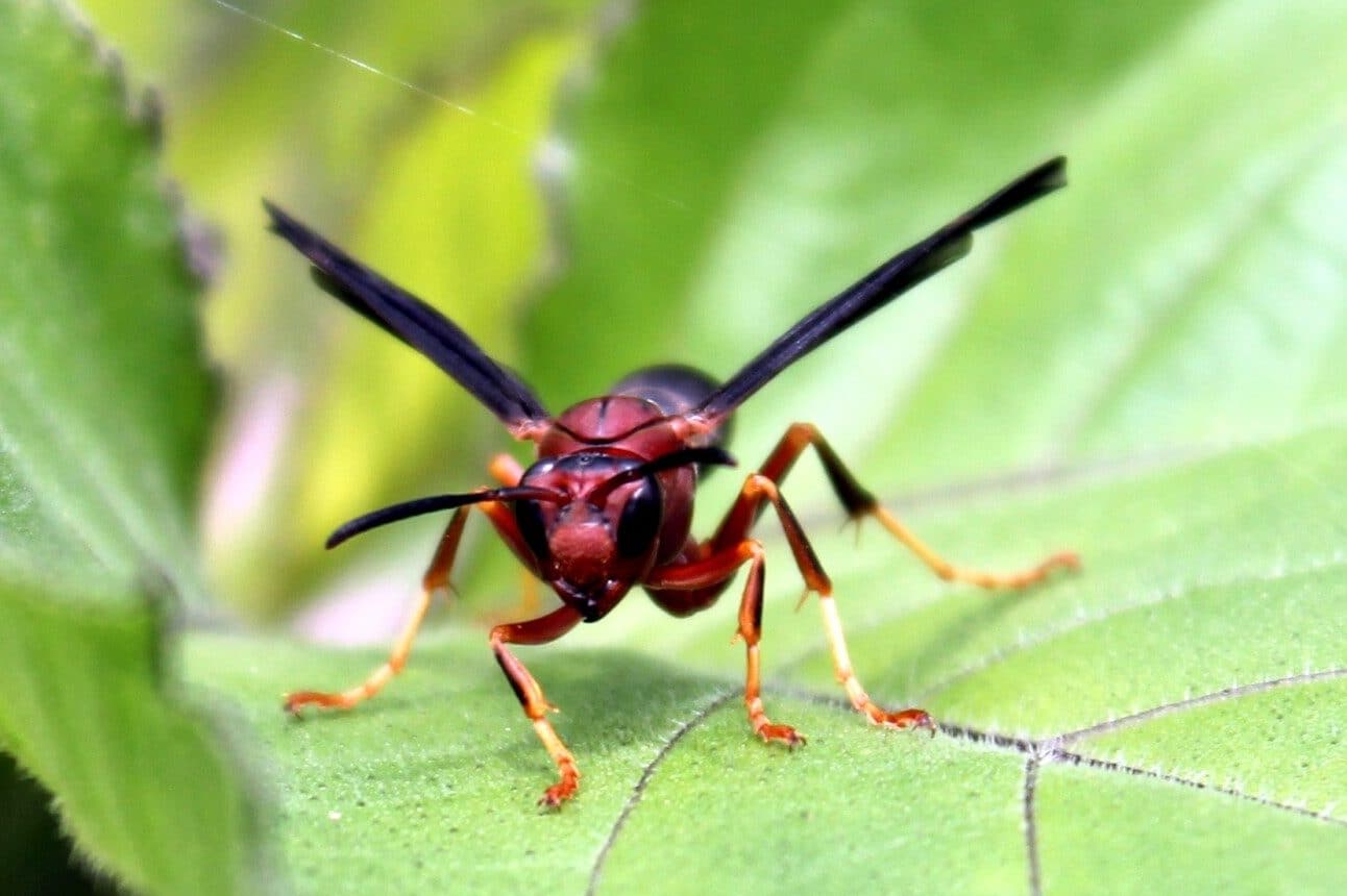 Red Wasp Spiritual Meaning and Symbolism (10 Omens)