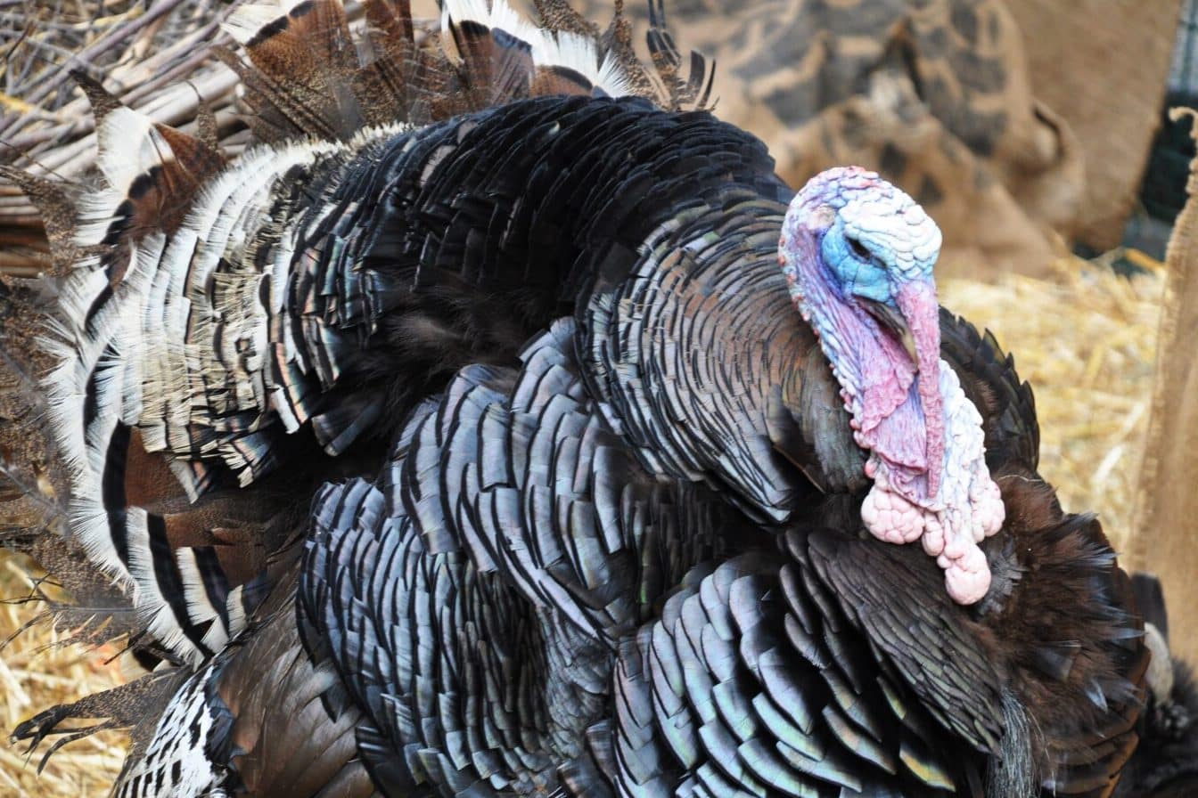 Turkey Feather Spiritual Meaning and Symbolism (11 Omens)