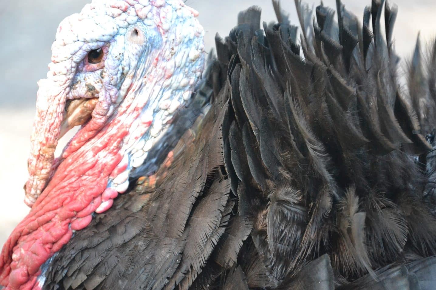 Turkey Feather Spiritual Meaning and Symbolism (11 Omens)