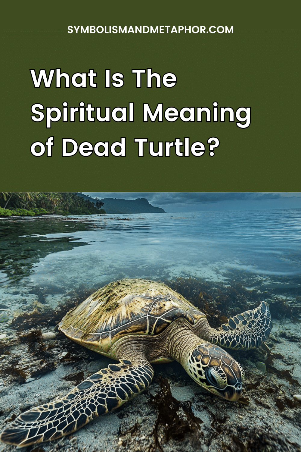 Dead Turtle Spiritual Meaning and Symbolism (9 Omens)