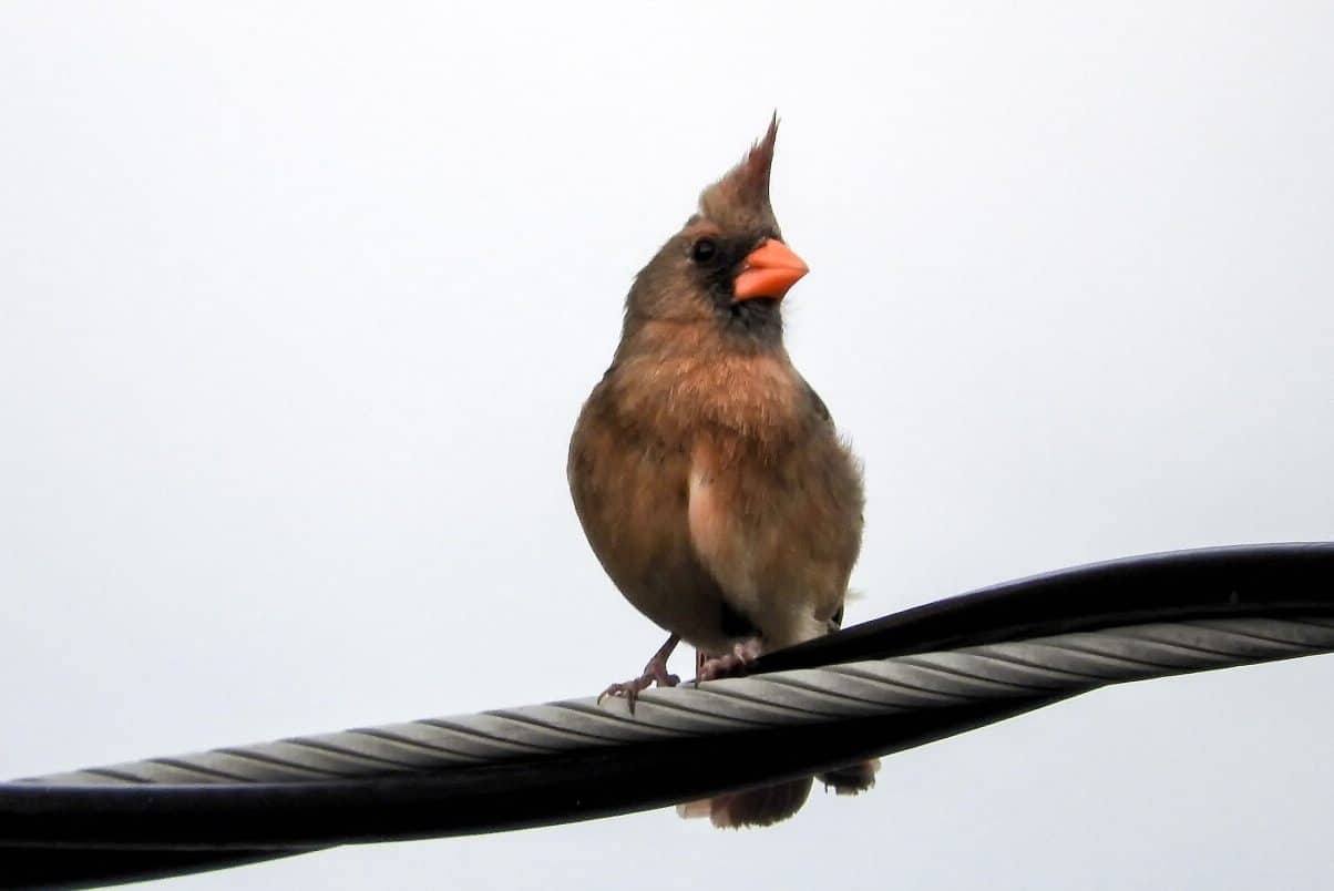 White Cardinal Spiritual Meaning and Symbolism (9 Omens)