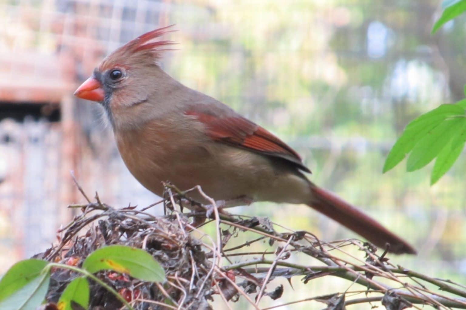 White Cardinal Spiritual Meaning and Symbolism (9 Omens)