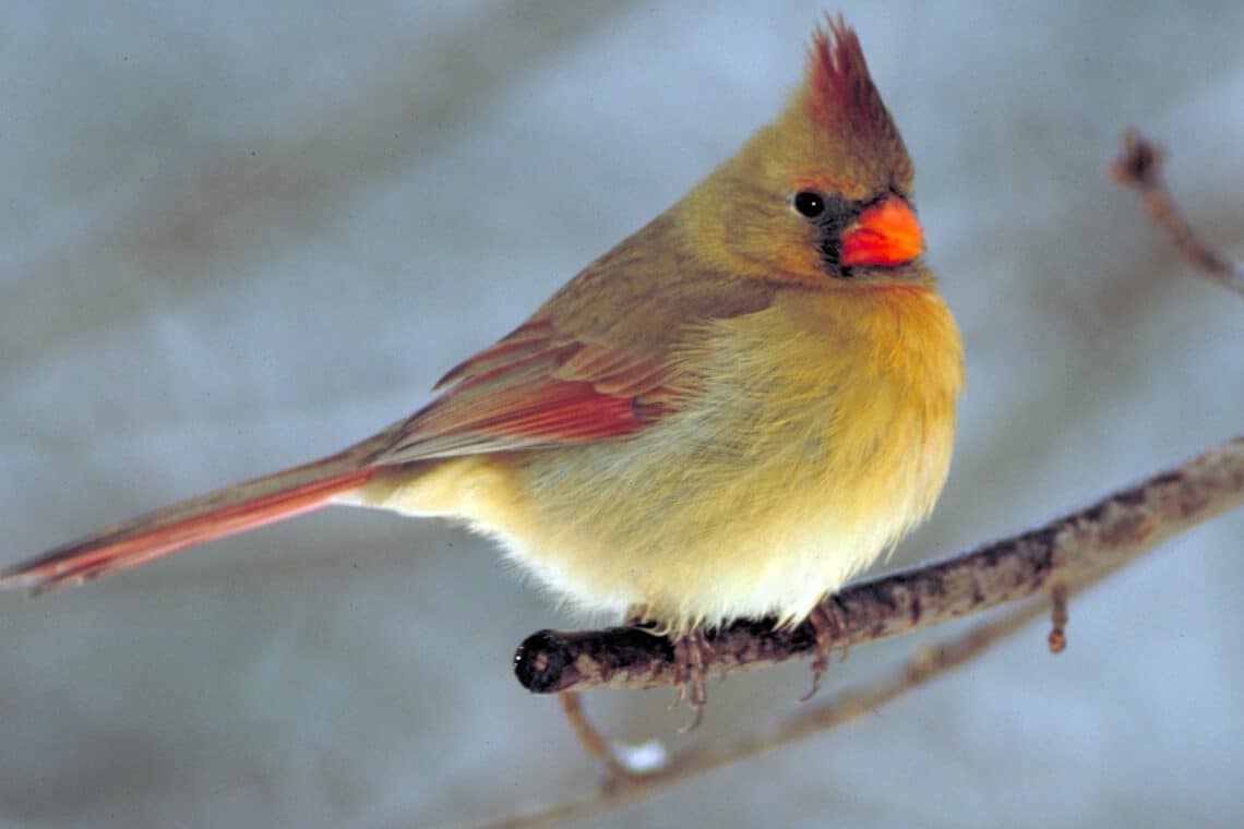 Yellow Cardinal Spiritual Meaning and Symbolism (10 Omens)