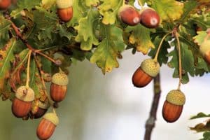 Acorn Symbolism And Meaning