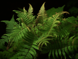 Fern Symbolism & Meaning (Invisibility & Fortune)