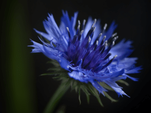 Cornflower Symbolism & Flower Meaning (Patience & Romance)