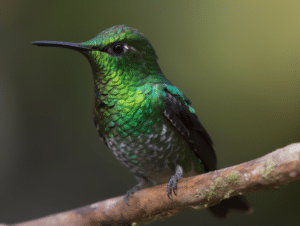 Green Hummingbird Spiritual Meaning and Symbolism (10 Omens)