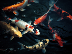 Koi Fish Symbolism (12 Top Symbols)