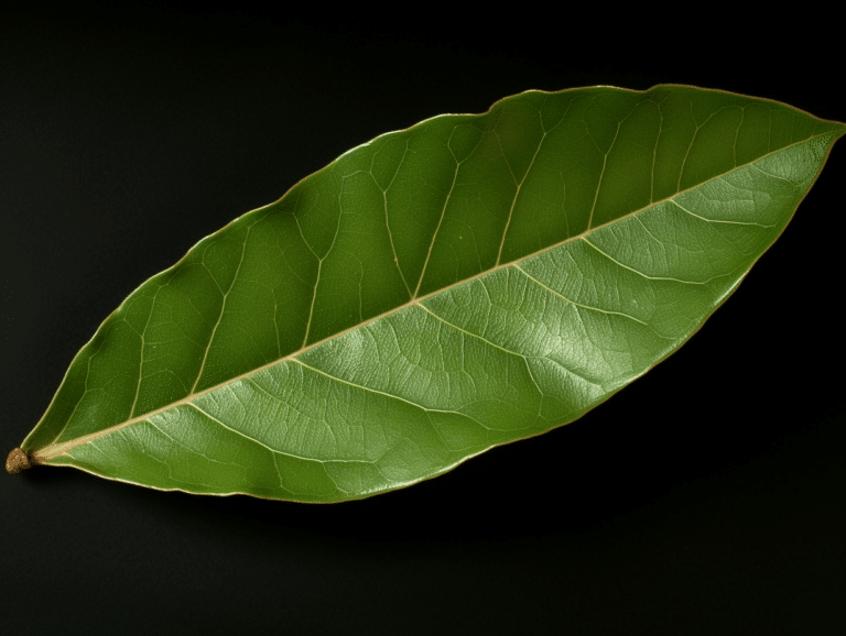 Laurel Leaf Meaning & Symbolism (Success & Wealth)