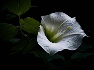 Meaning And Symbolism Of The Moonflower
