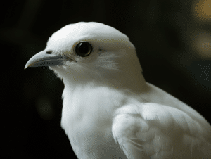 White Bird Symbolism and Spiritual Meanings