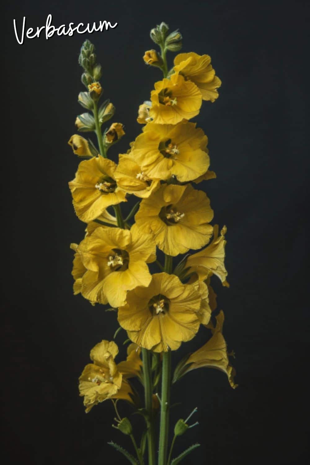 15 Flowers that Symbolize Healing (List & Pictures)