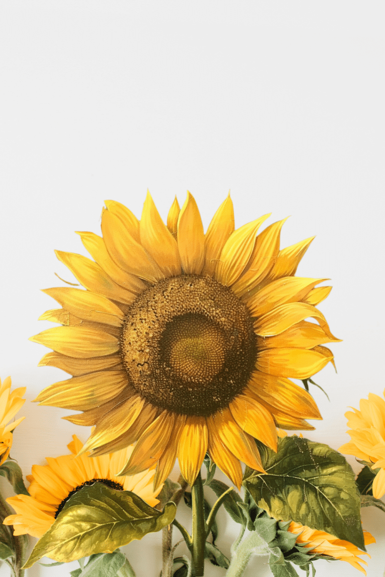 9 Flowers that Symbolize Freedom (List & Pictures)