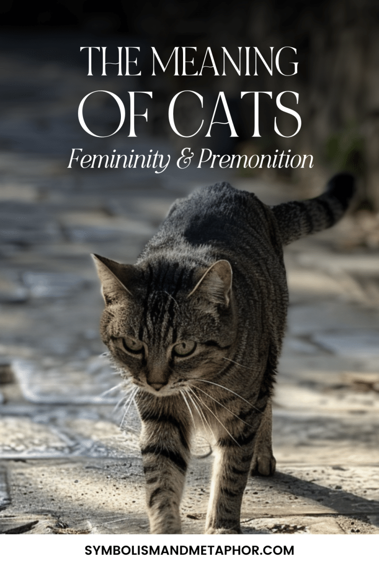 Cat Symbolism and Meanings (Femininity & Premonition)
