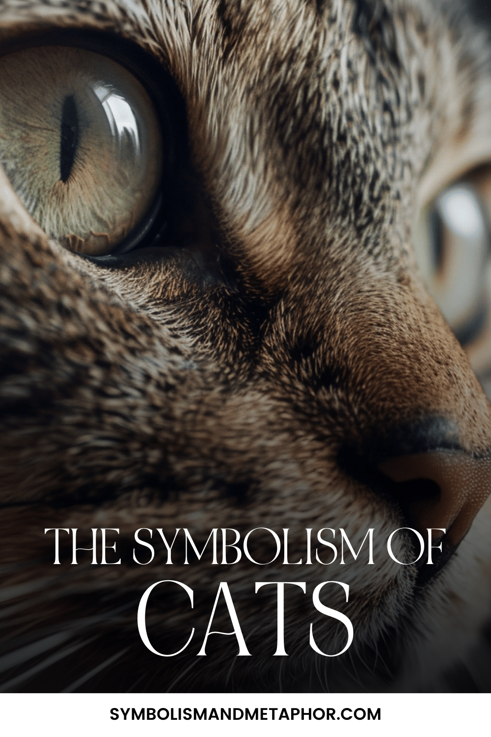 Cat Symbolism and Meanings (Femininity & Premonition)
